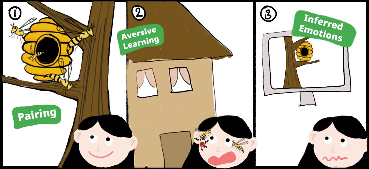 How the brain allows us to infer emotions