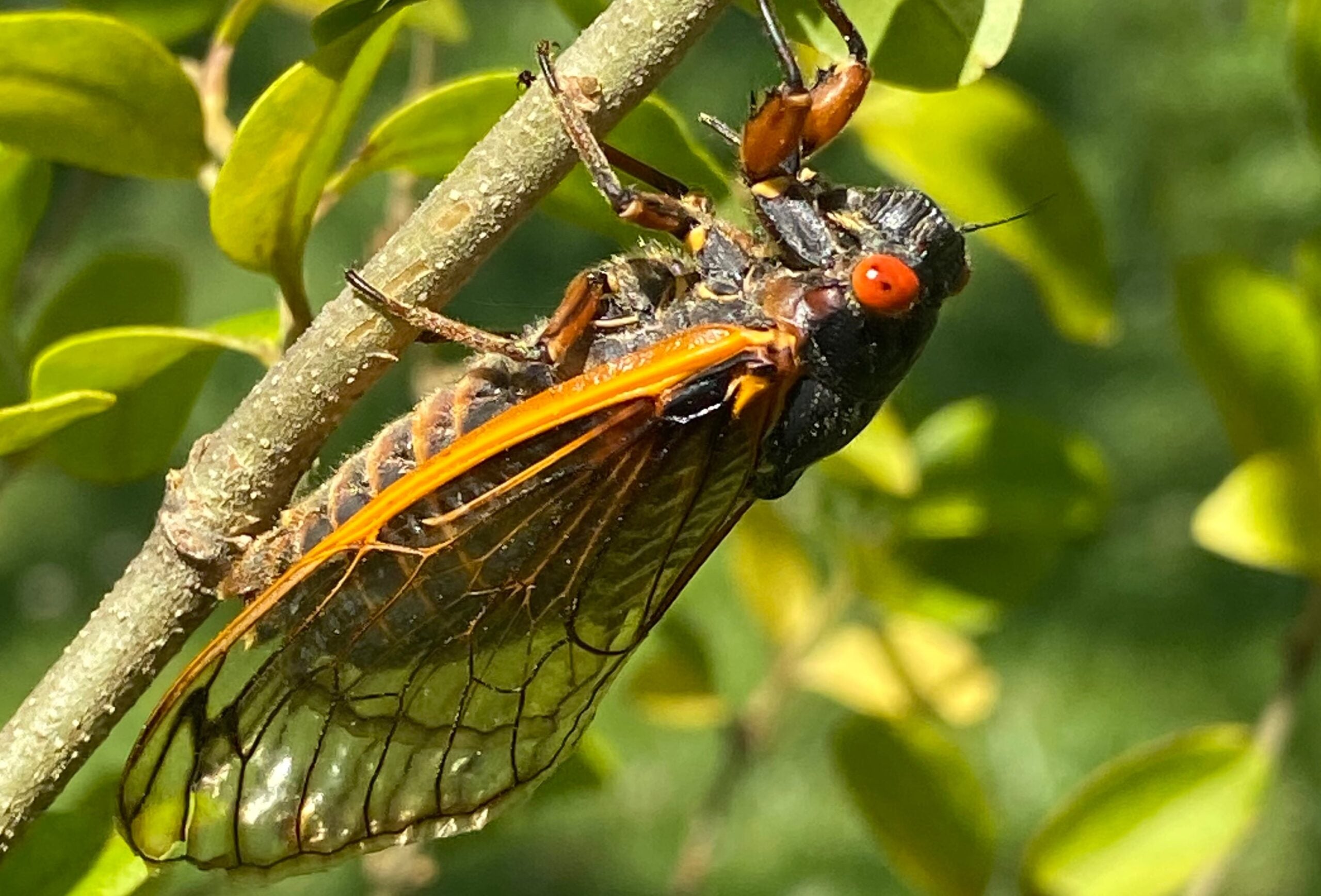 As cicadas emerge in Mass., experts say to protect them