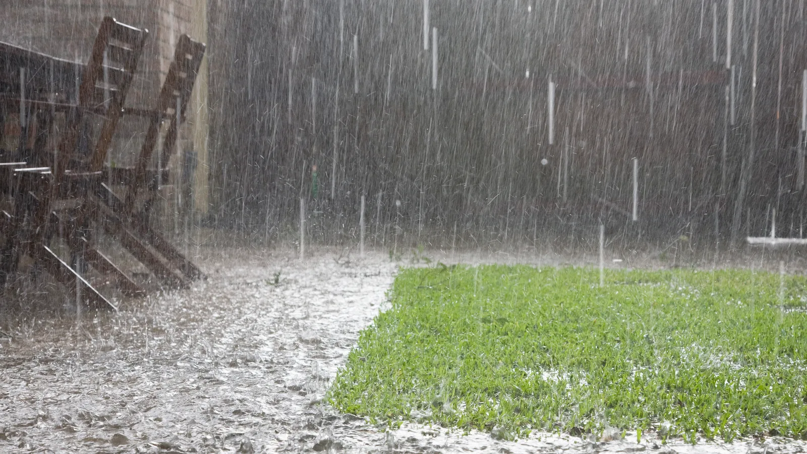 Fertilize Before or After Rain? Experts Reveal the Answer