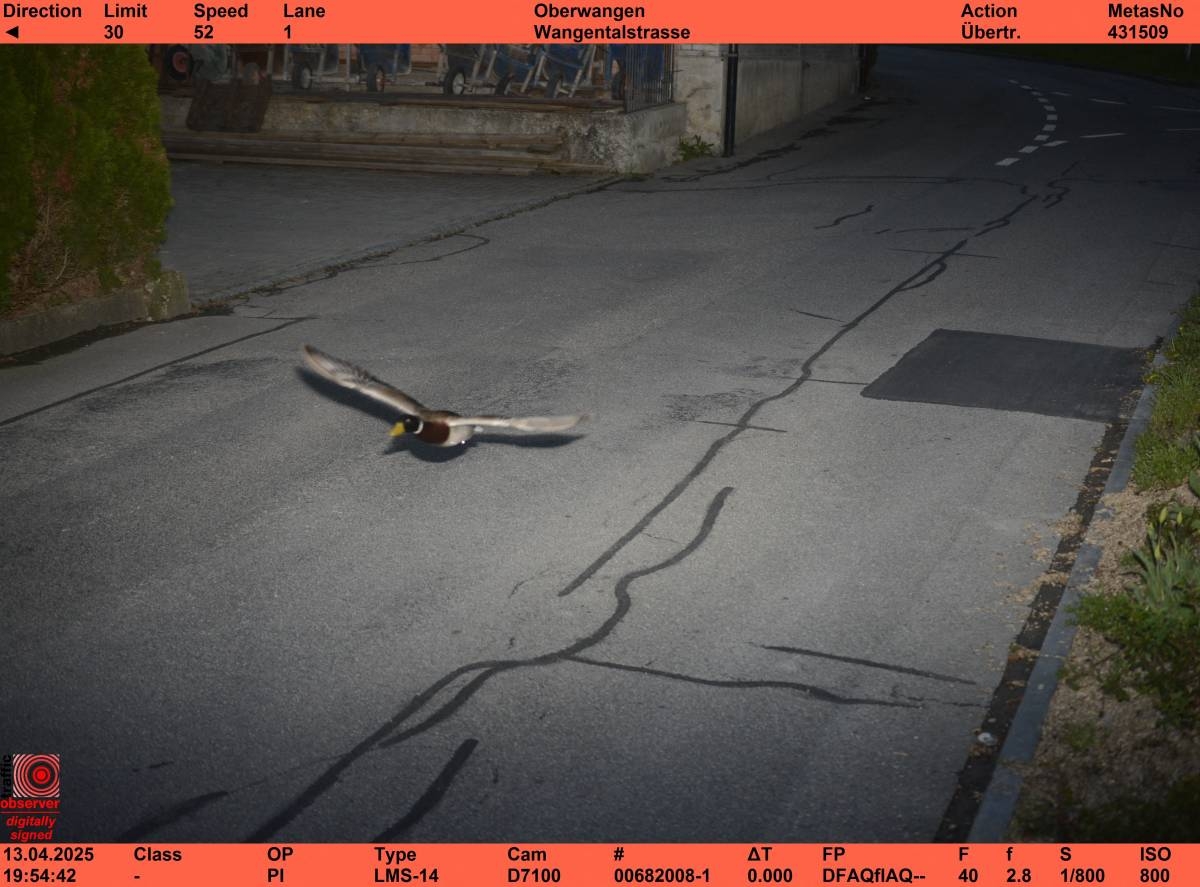 Swiss speed camera captures duck flying at 52 km/hr