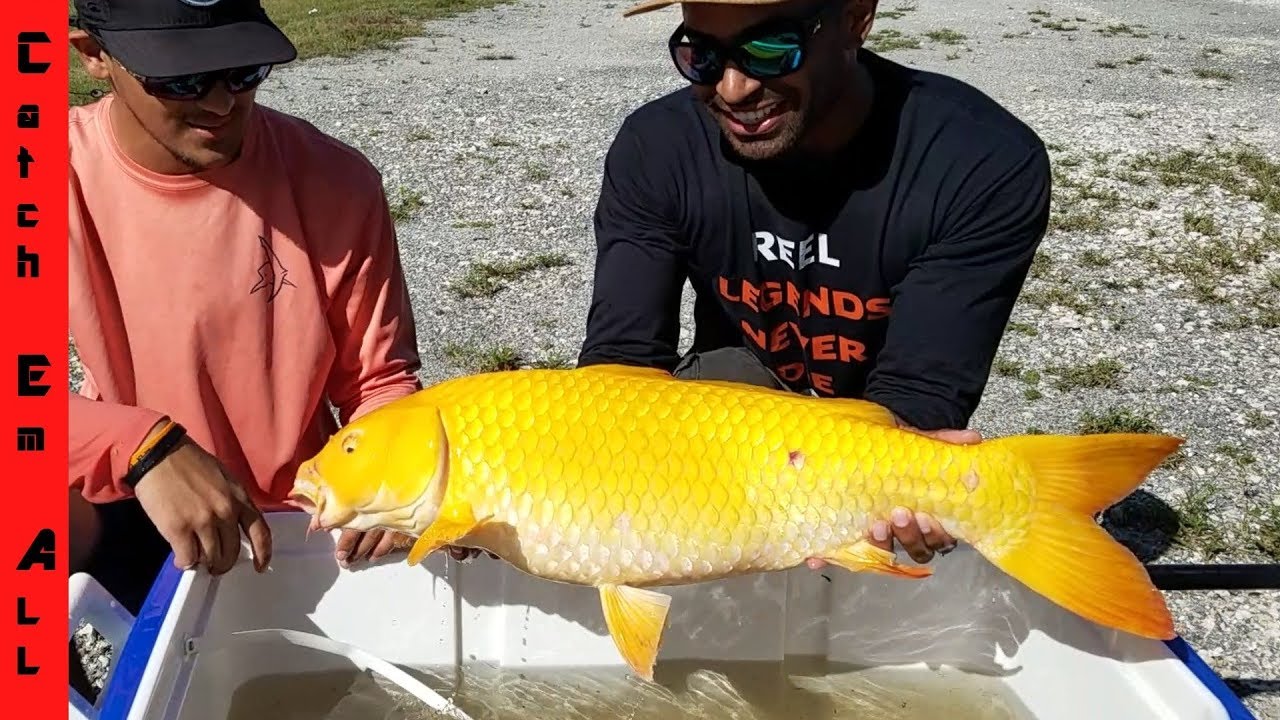 This Goldfish is Worth $10,000 - And I Just Caught It!