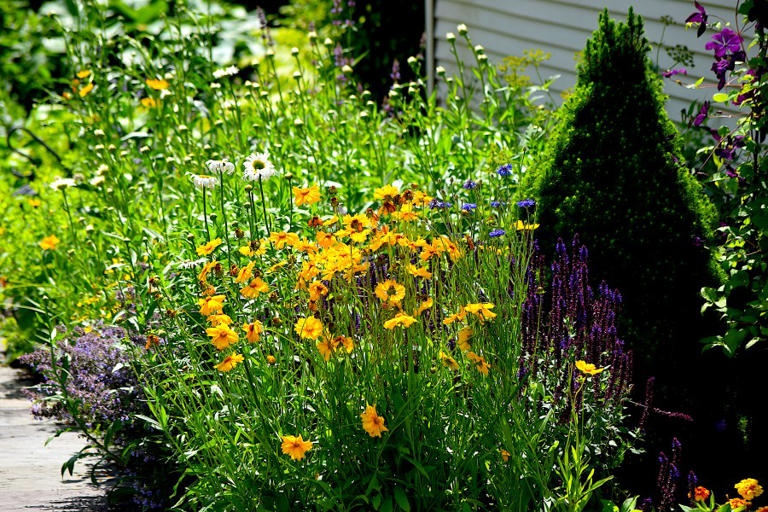 Columbus considers relaxing its weed code for native, pollinator ...