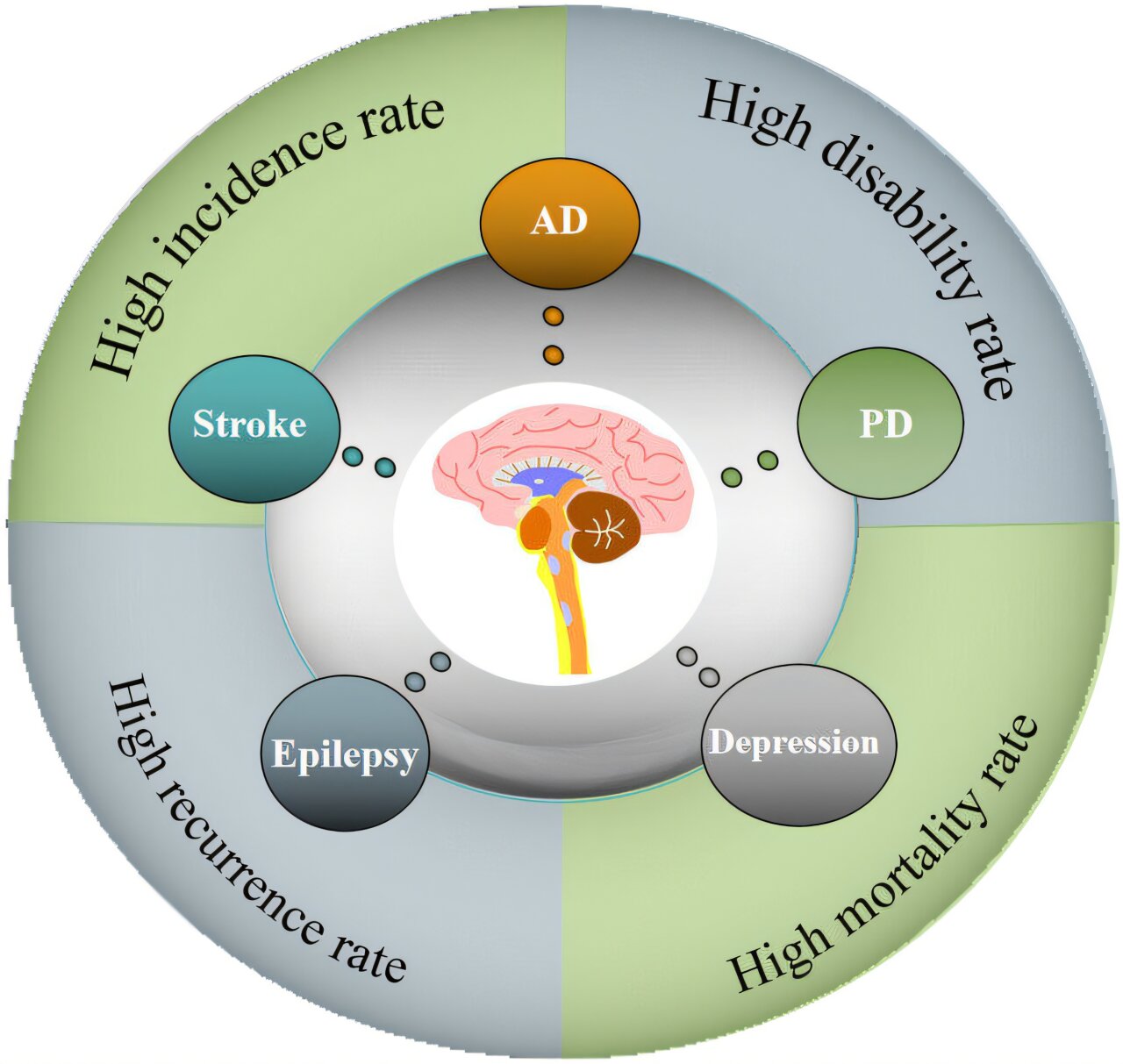 Traditional Chinese medicinal fungi might show potential for central ...