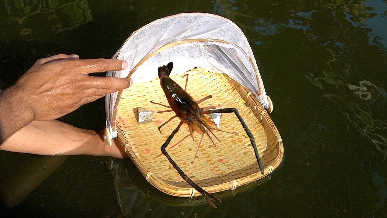 Catching Shrimp Using a Basket Fish Trap