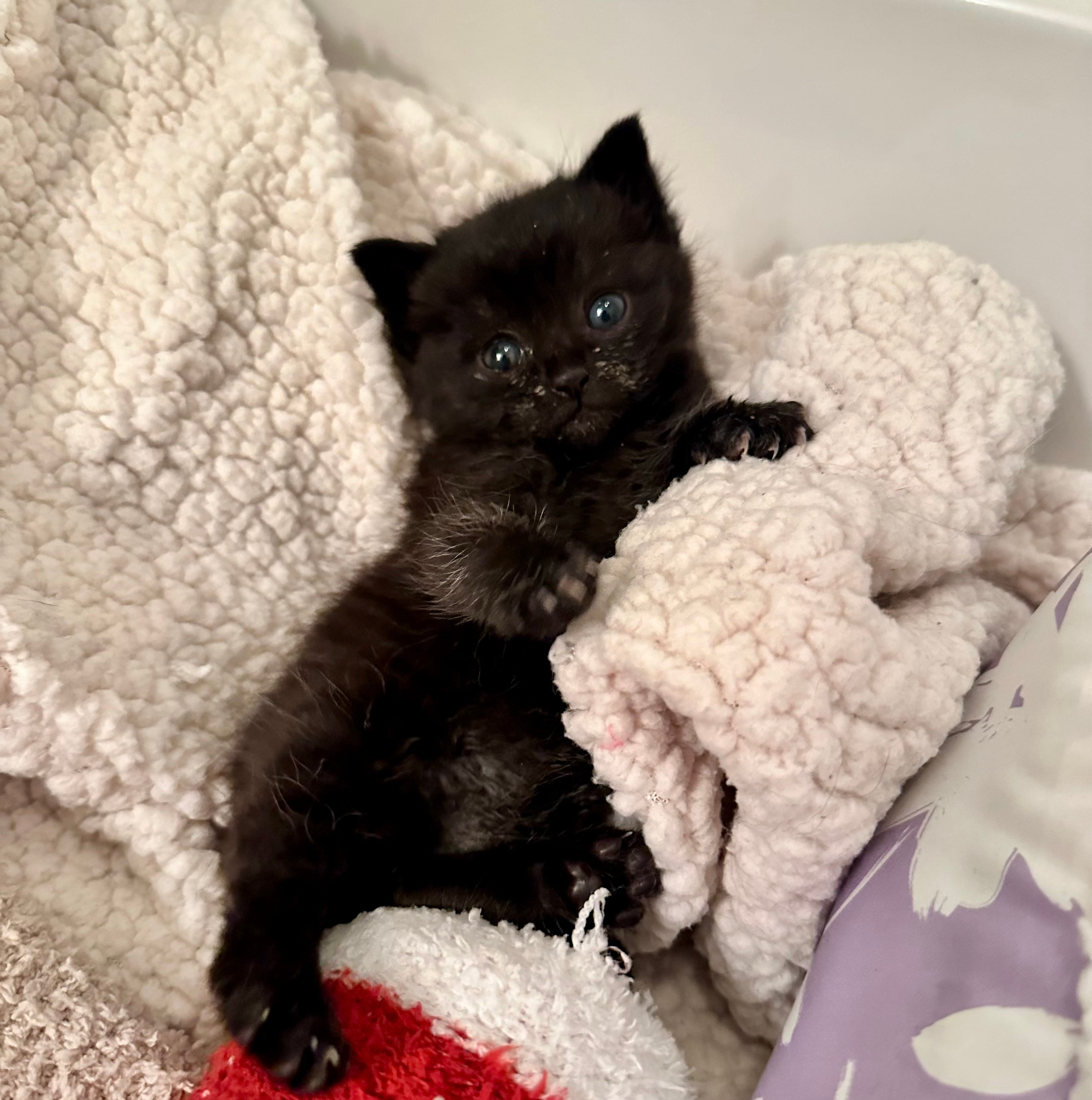 When a driver dumped a kitten in a trash bag by the road, this Etters ...