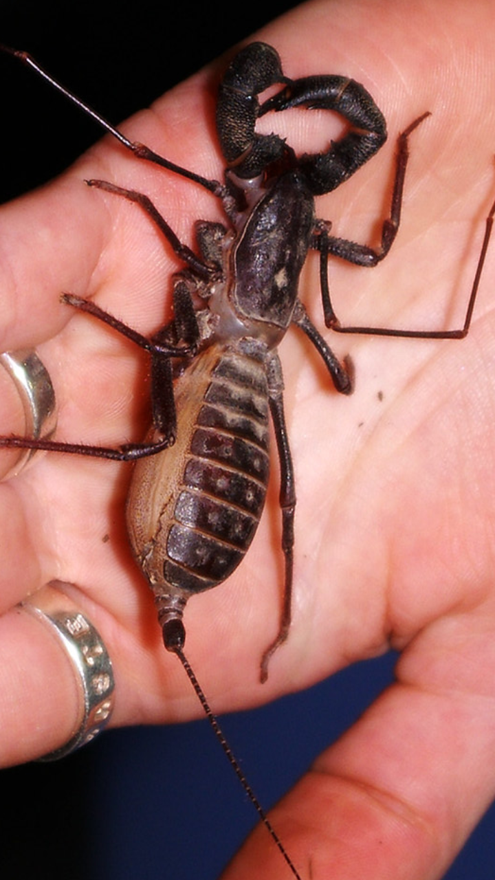 10 insects that look deadly but are actually harmless