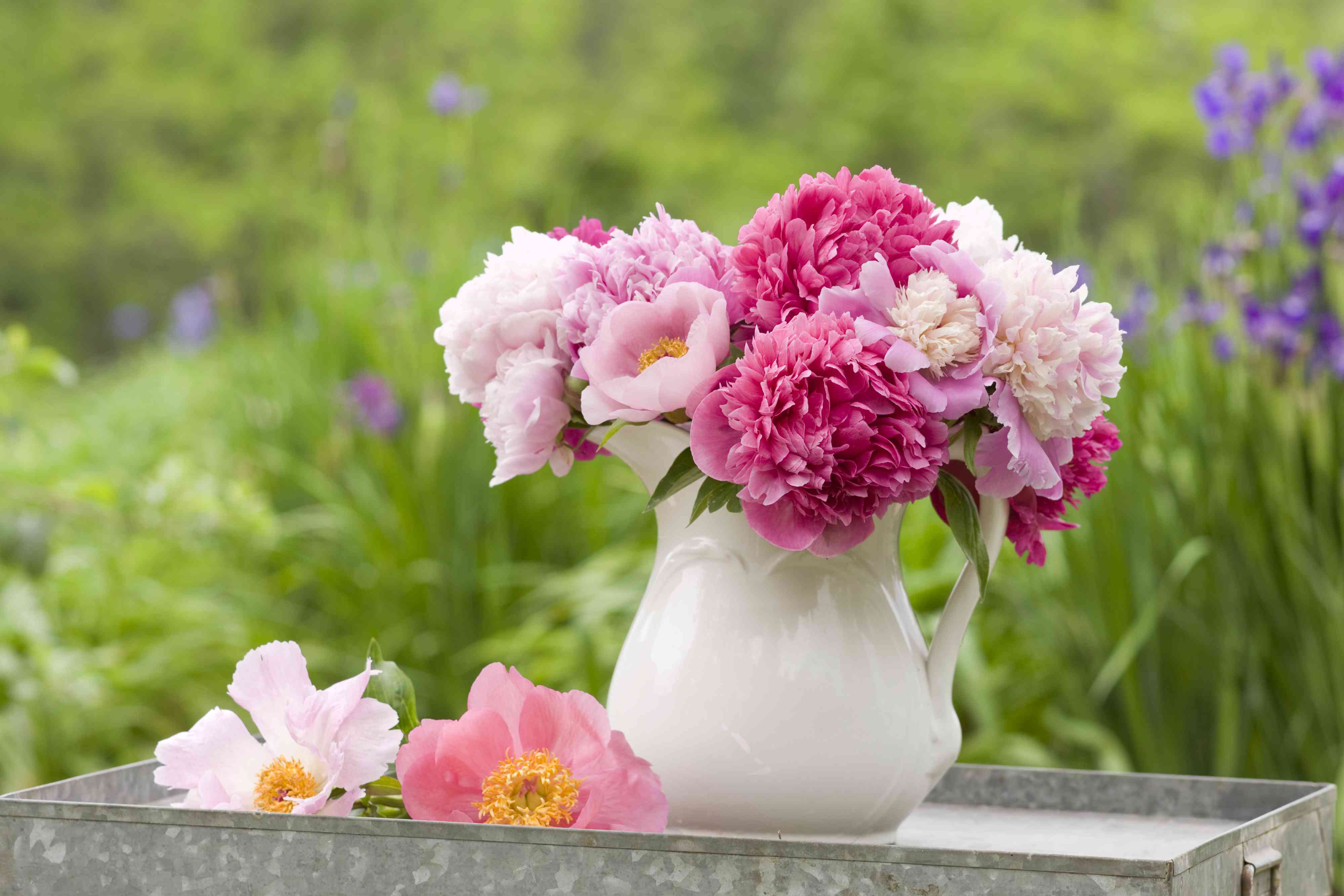 7 Expert Tips for Harvesting Peonies for Picture-Perfect Bouquets