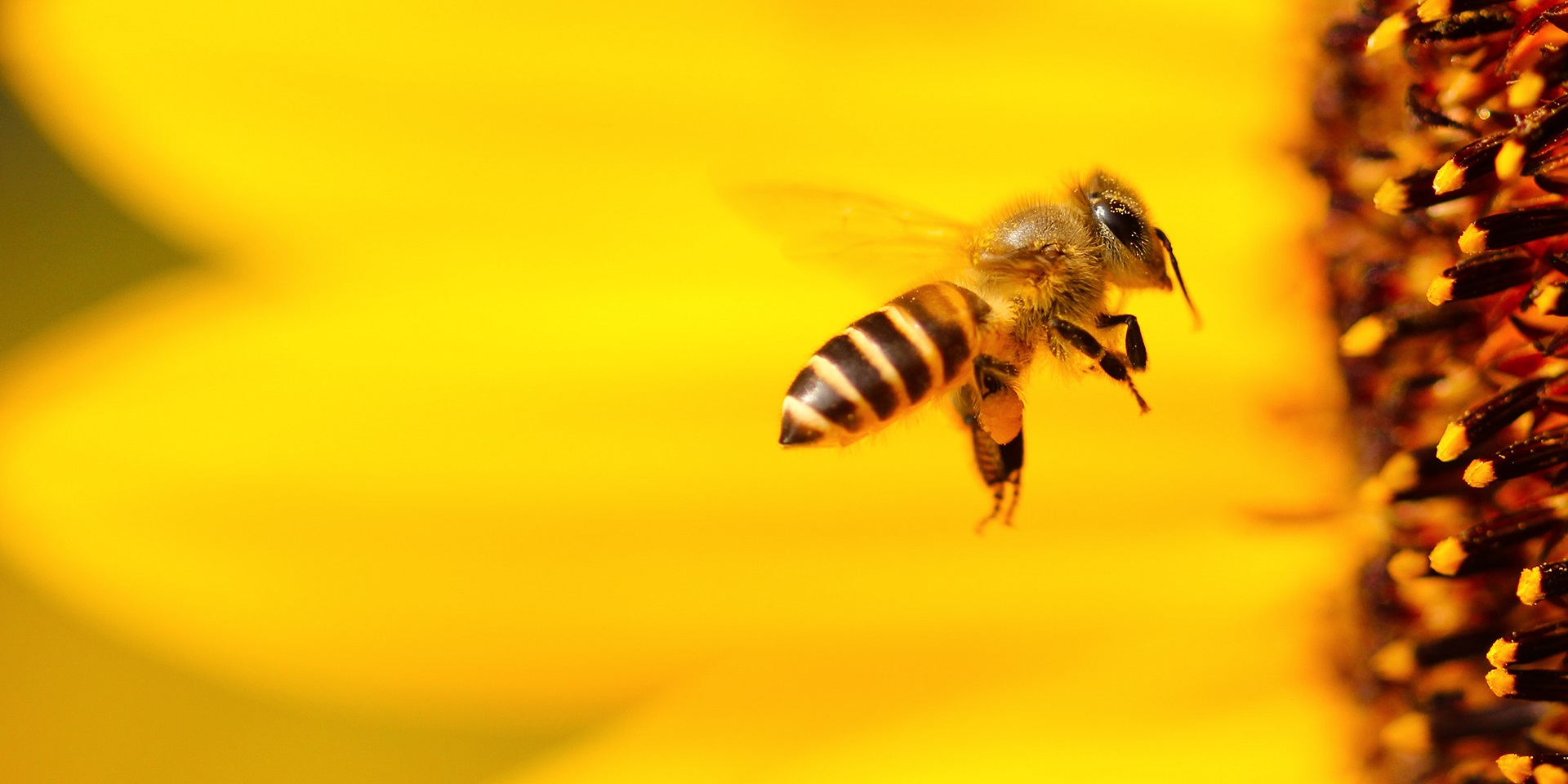 Pollen: What are the different types?