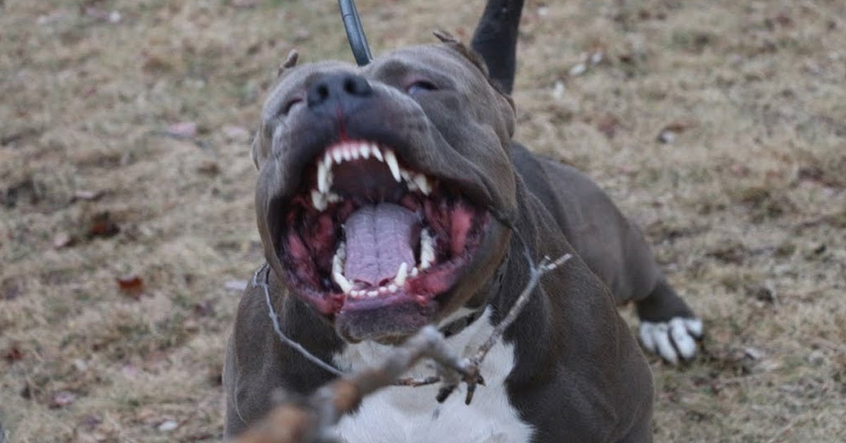 16 Bad Pet Owners Who Need To Be On A Leash