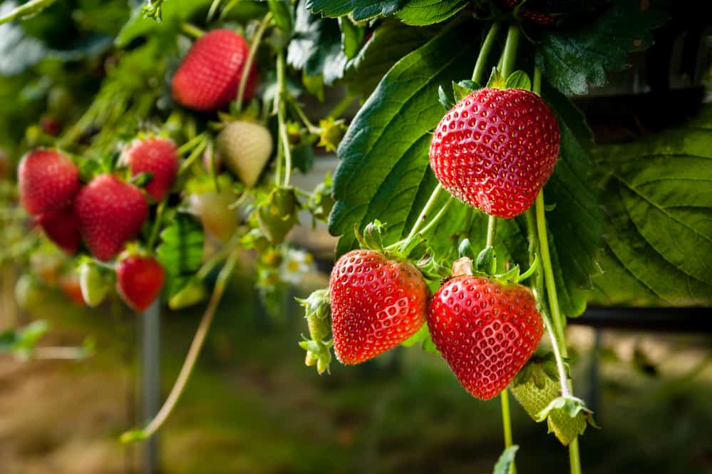 From balcony bins to raised beds: How to grow strawberries