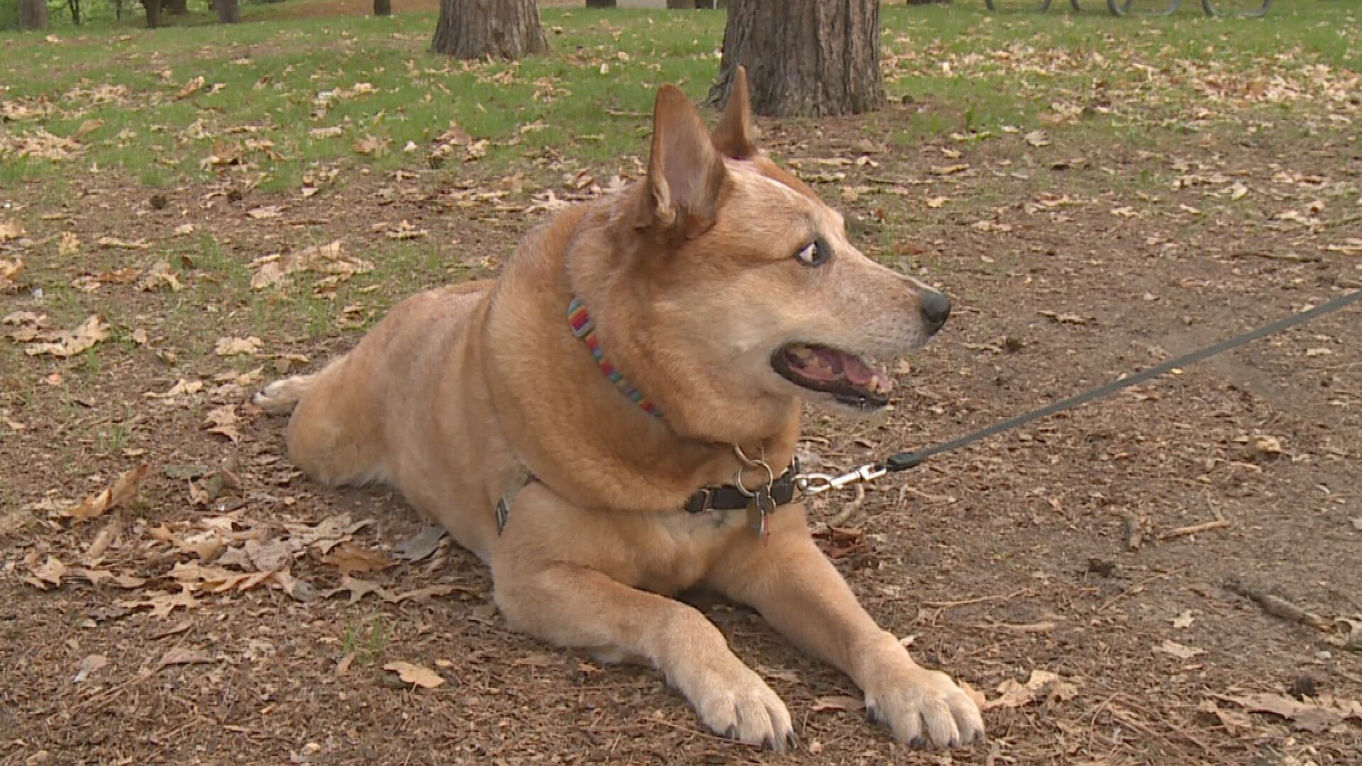 ECCHA hosting 39th Annual Fido and Friends Fun Run