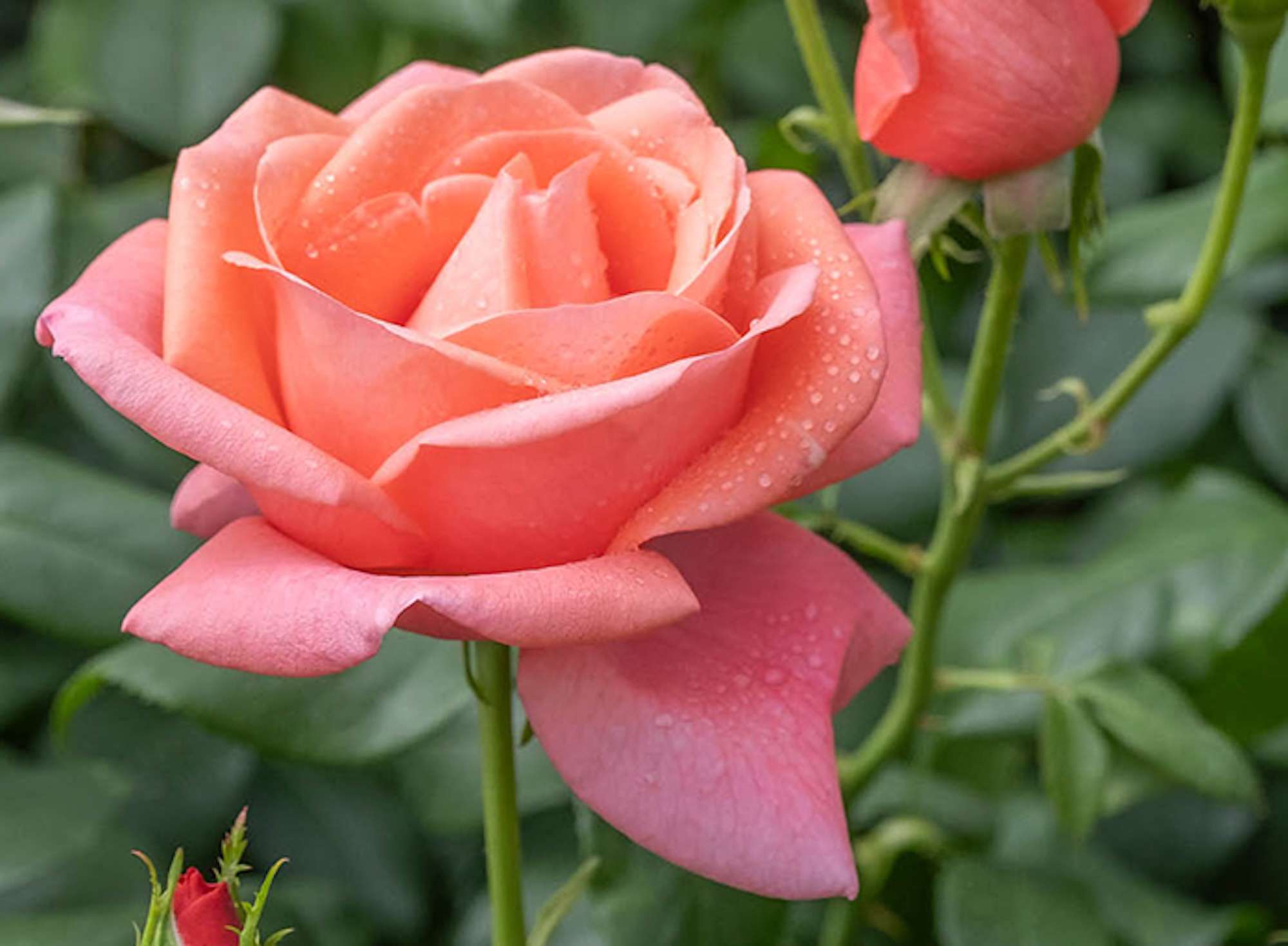 A New Rose Named After Kate Middleton Will Add Regal Charm to Your ...