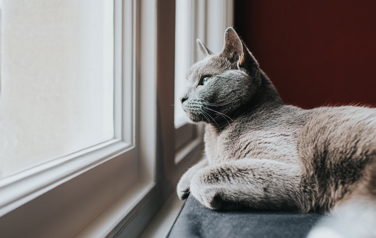This DIY Retractable Cat Perch Is About to Become Your Cat's New ...