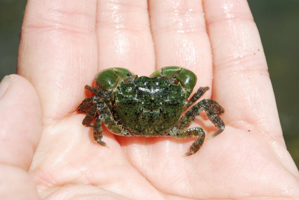 Juvenile European green crab just as damaging as adults