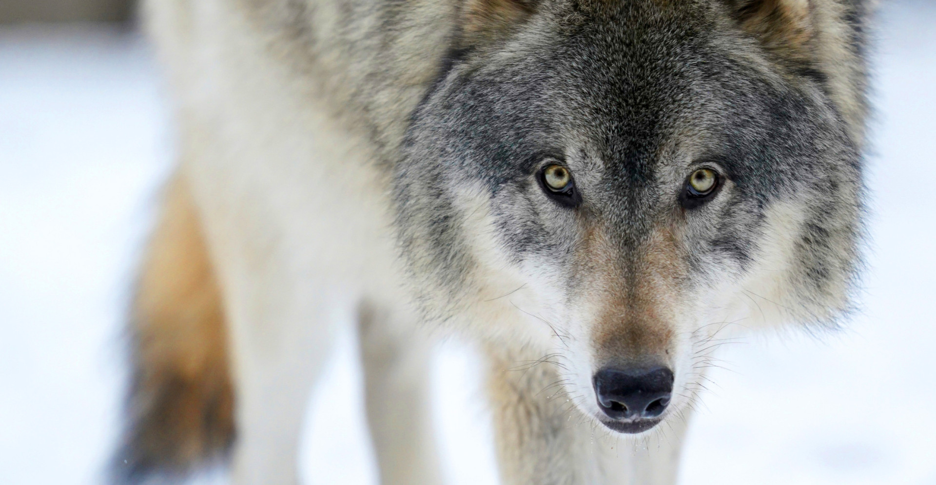 The wolf: one of the most misunderstood creatures
