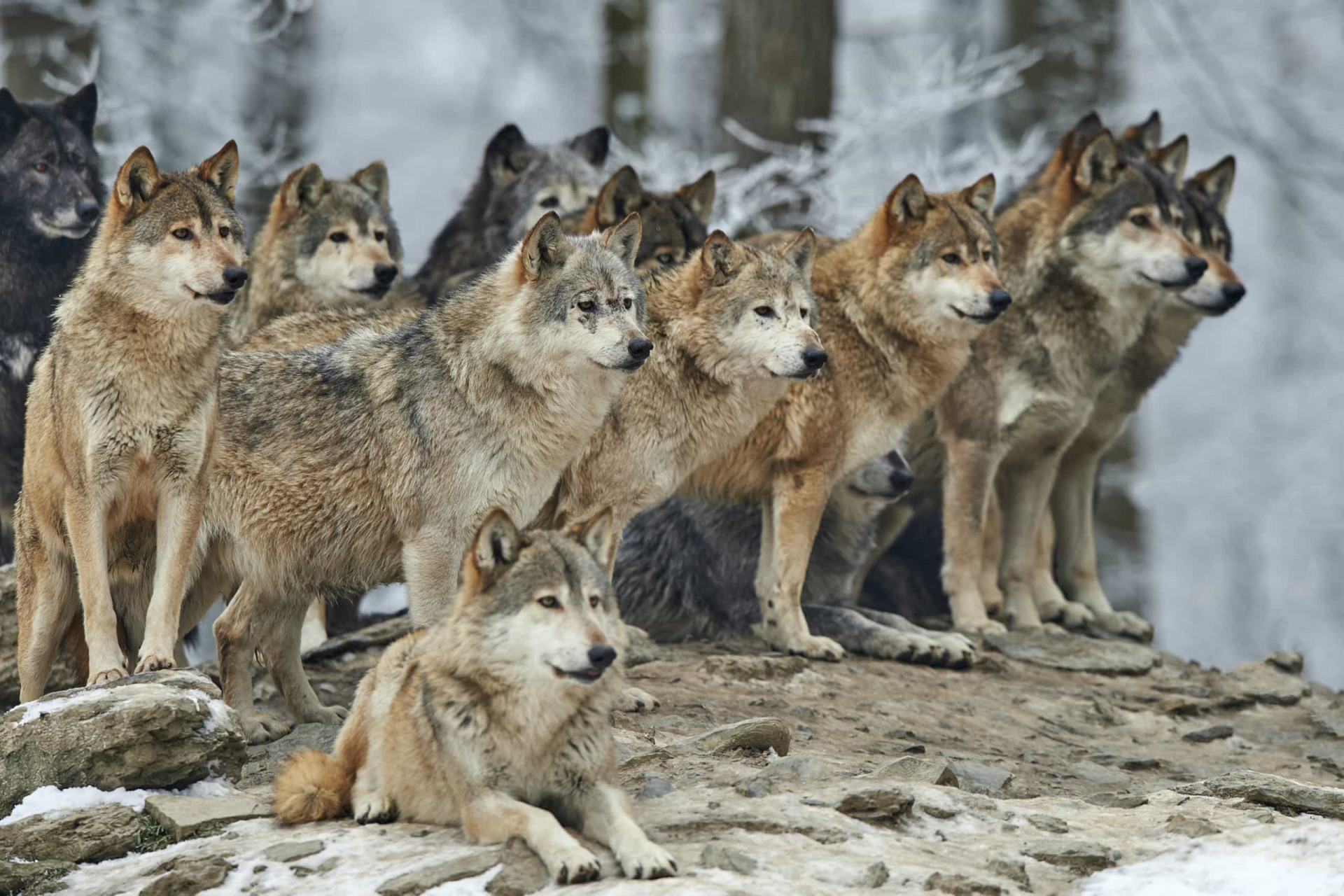 The wolf: one of the most misunderstood creatures