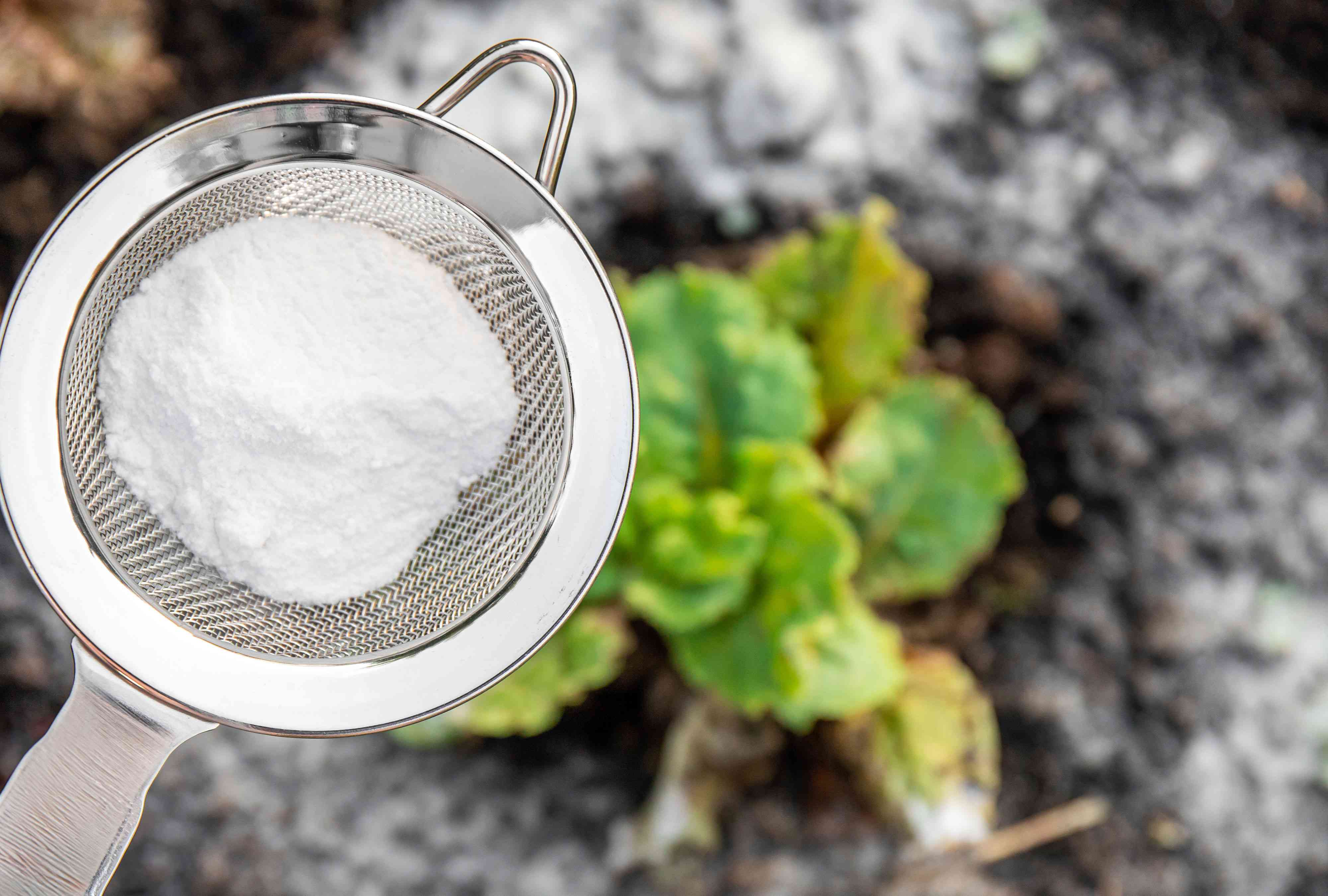 How to use baking soda in your garden to boost flowers, deter pests ...