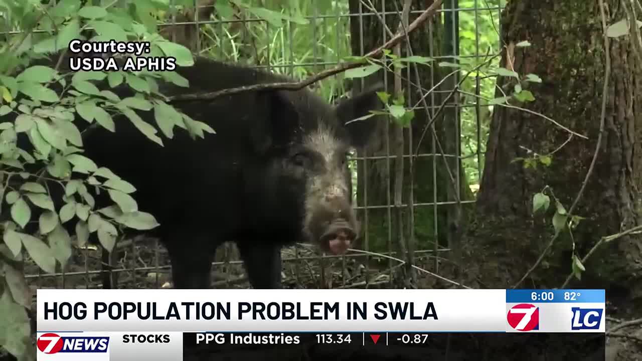 Increasing feral hog population poses threat to SWLA wildlife, crops ...