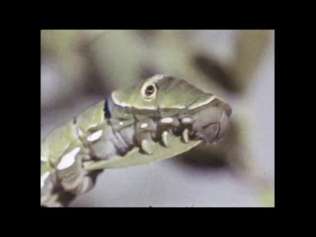 Swallowtail Butterfly: A Stunning Metamorphosis - From Caterpillar to ...