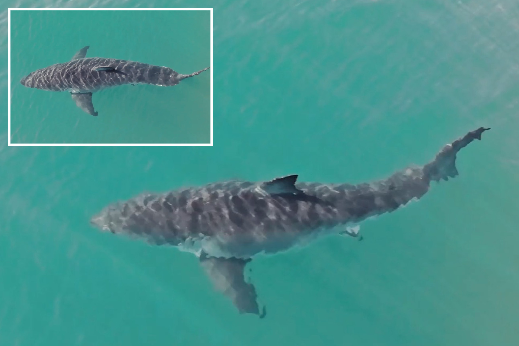 Earliest’, ‘closest to shore’ Great White spotting for enthusiast marks ...