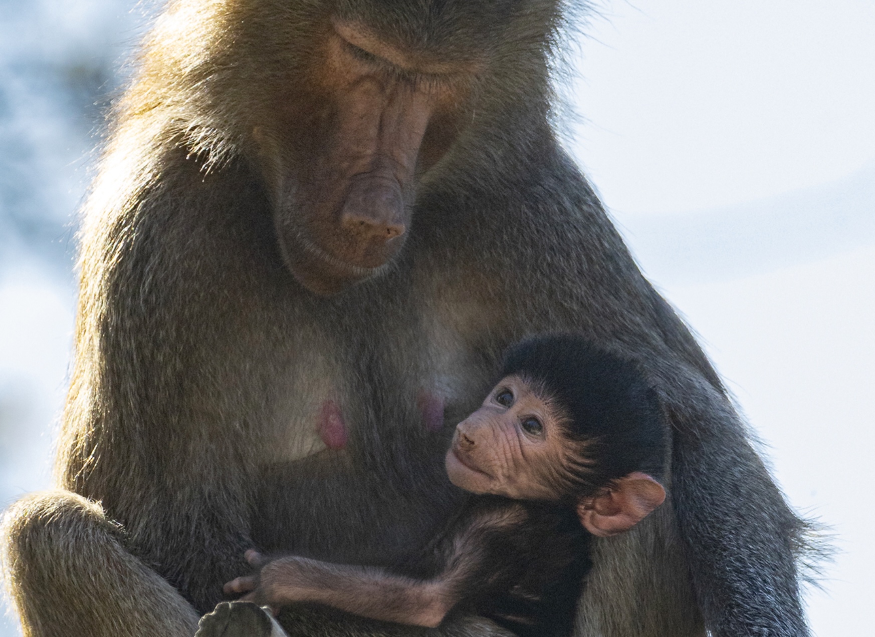 San Diego Zoo announces first hamadryas baboon born there since 2019
