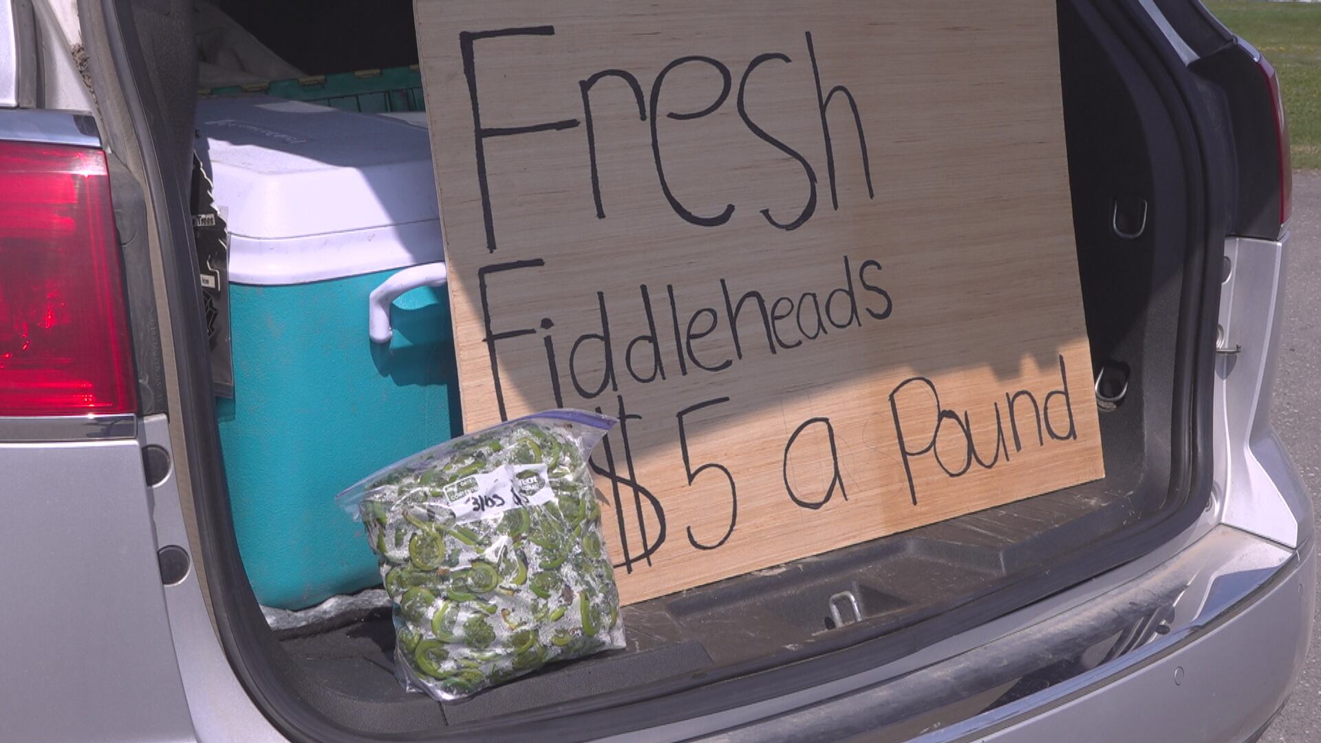 Fiddlehead season in the county