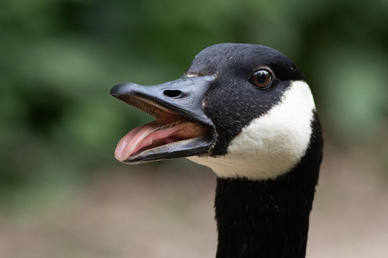 I Got Chased By an Angry Goose on My Run—and Deserved It. Don’t Make ...