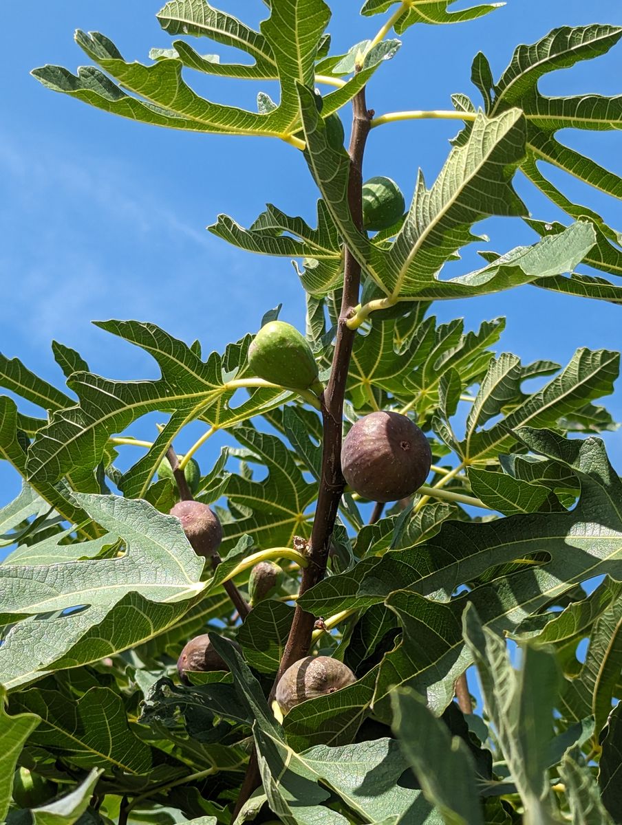 Gardening experts share fast-growing fruit trees worth planting