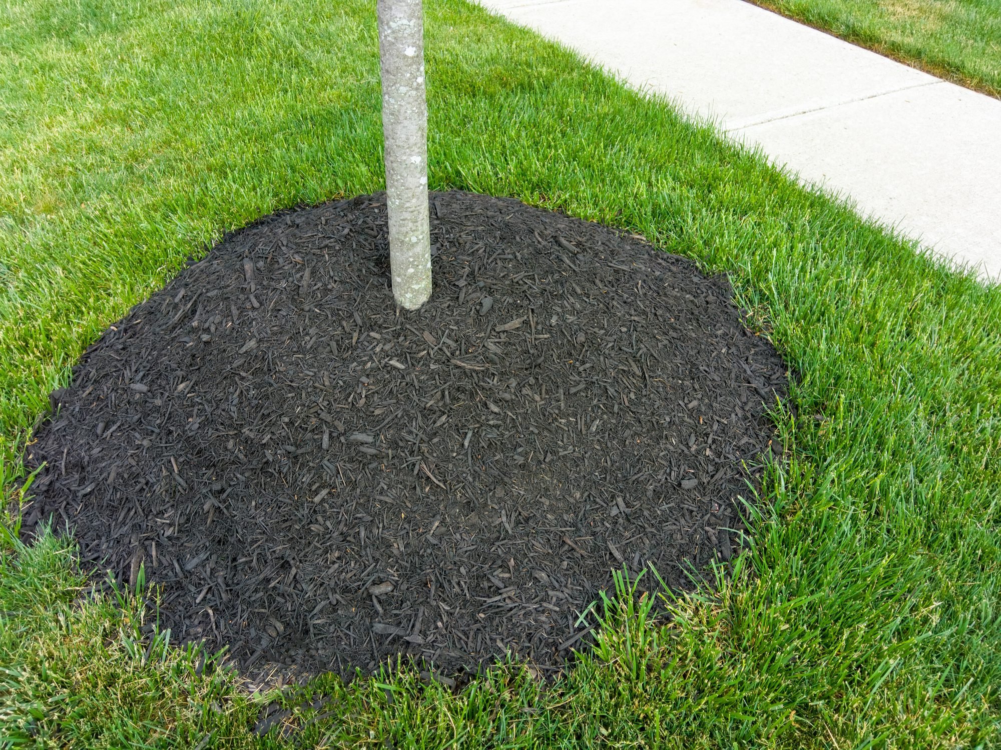 Stop Volcano Mulching — It’s Harmful to Your Trees