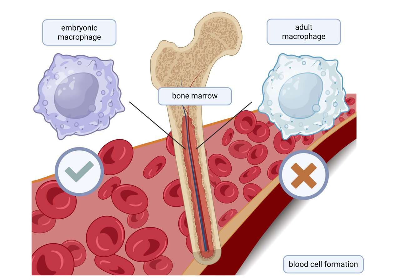 Embryonic macrophages found to control blood stem cell numbers in bone ...