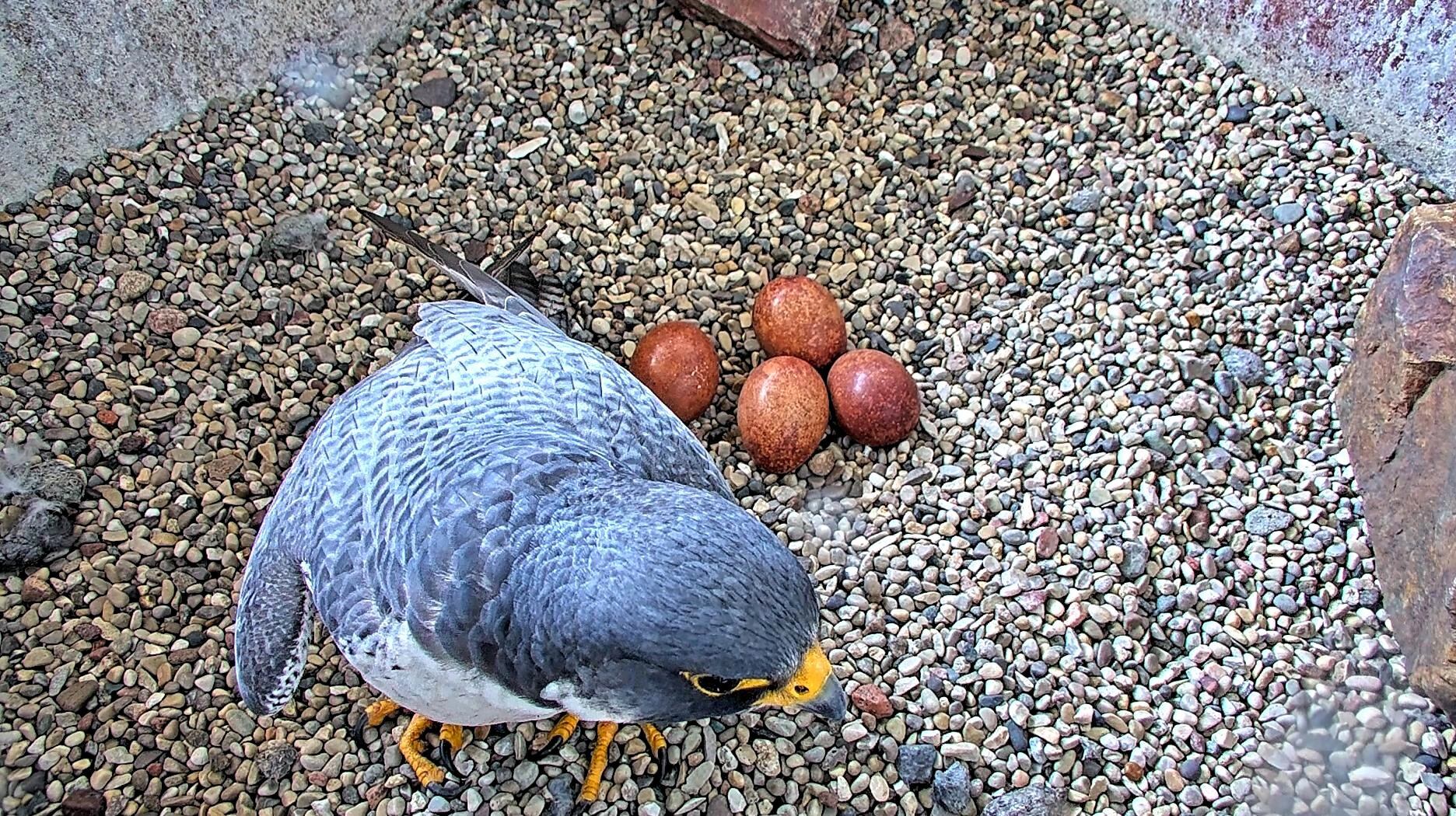 Next generation of peregrine falcons begin hatching at WPS power plant