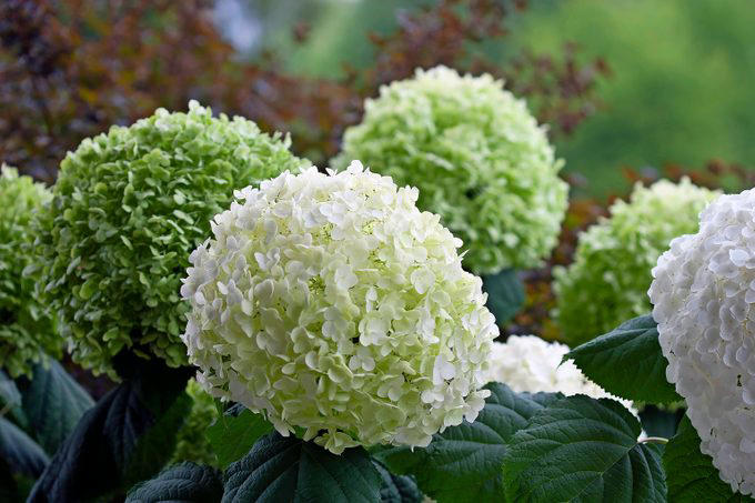 The Best Hydrangea Bush for Every Yard and Growing Condition