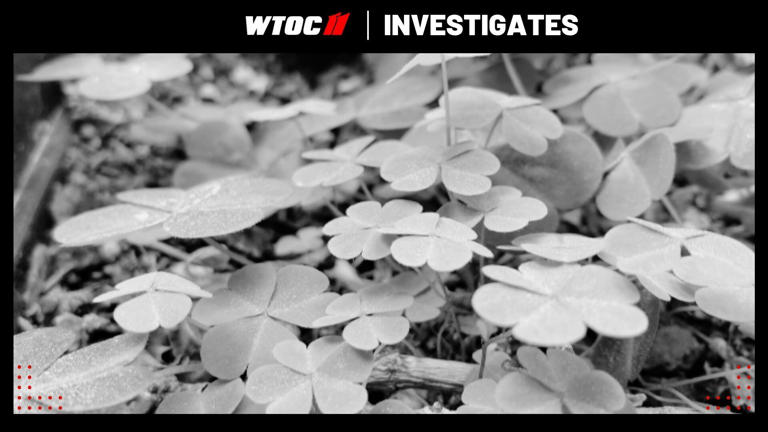 Georgia is now the 13th state to legalize human composting- but what is it?