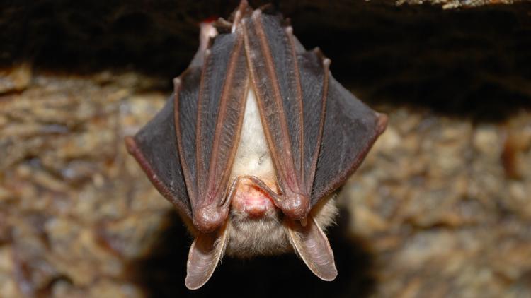 Dead bat in Georgetown tests positive for rabies