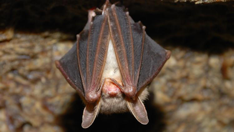 Dead bat in Georgetown tests positive for rabies