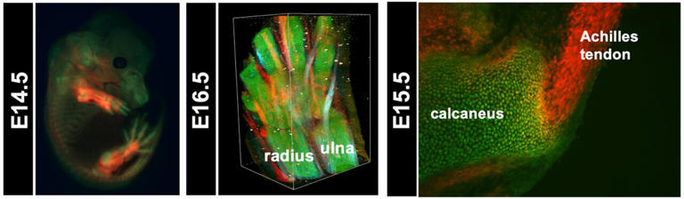 Fluorescent imaging reveals embryonic integration of musculoskeletal ...