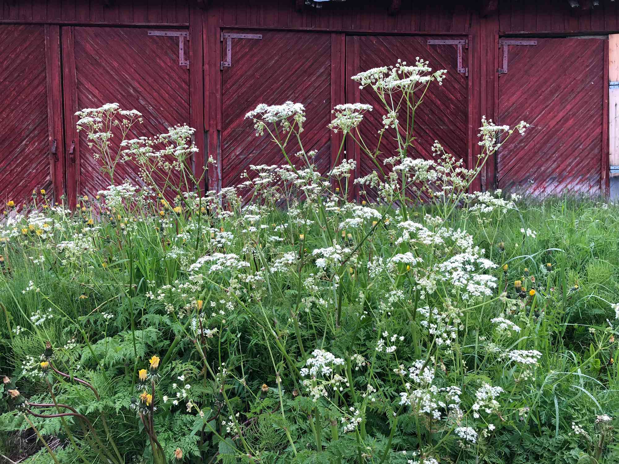 Beware Poison Hemlock, A Queen Anne’s Lace Look-Alike