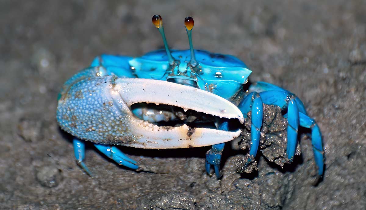 5 Care Tips for Keeping Pet Fiddler Crabs