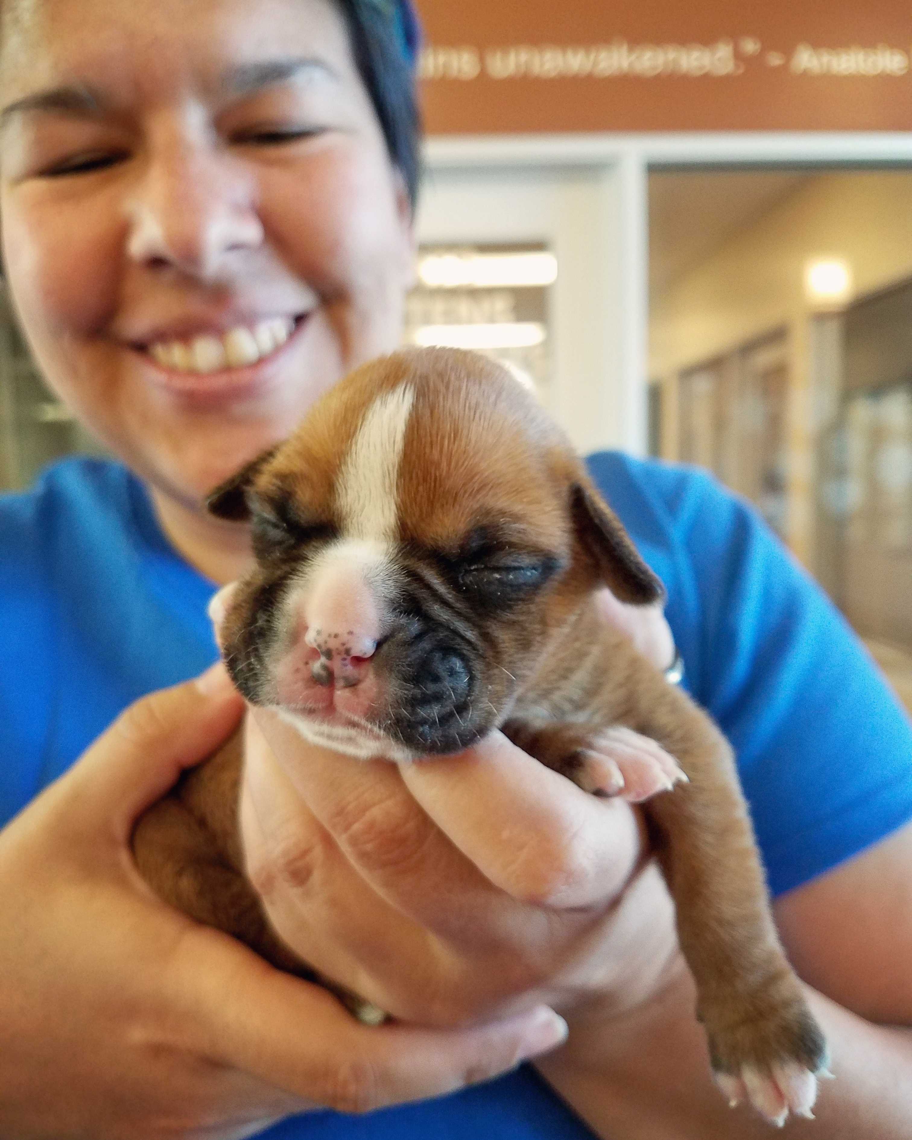 SPCA Monterey County seeks foster homes for rescued pets and urgent ...