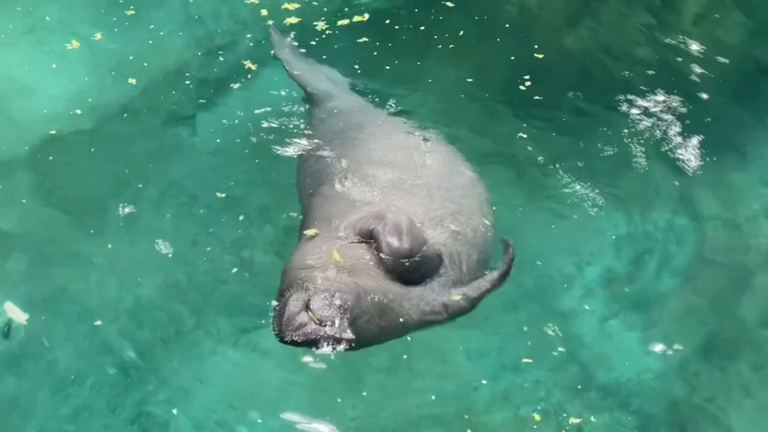 'We feel privileged to do this work:' 3 manatees receive care at The ...