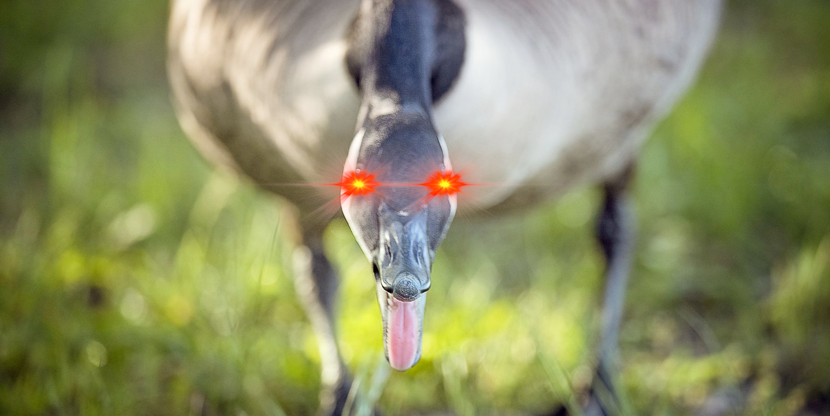 I Got Chased By an Angry Goose on My Run—and Deserved It. Don’t Make the Same Mistake