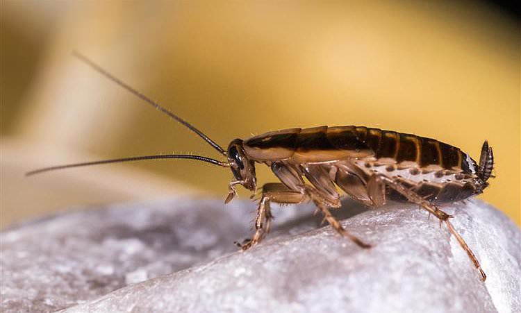 Cockroaches found at luxury hotel with top restaurant once owned by ...