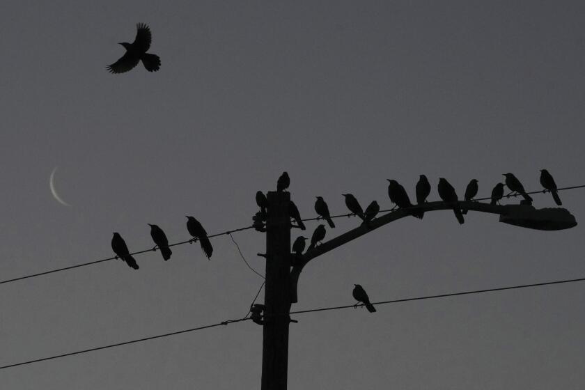The mystery of Northern California's 'exploding' birds is being solved