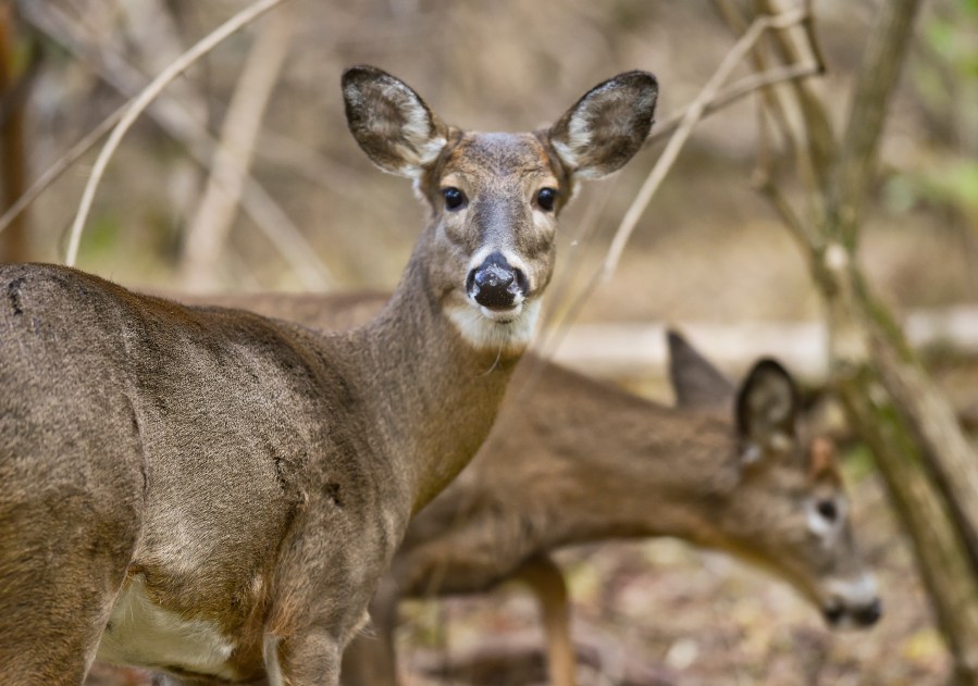 Antlerless deer tags still available everywhere in Pennsylvania after ...