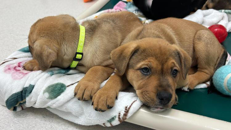 Virginia Beach animal rescue overwhelmed, completely full after 15 ...