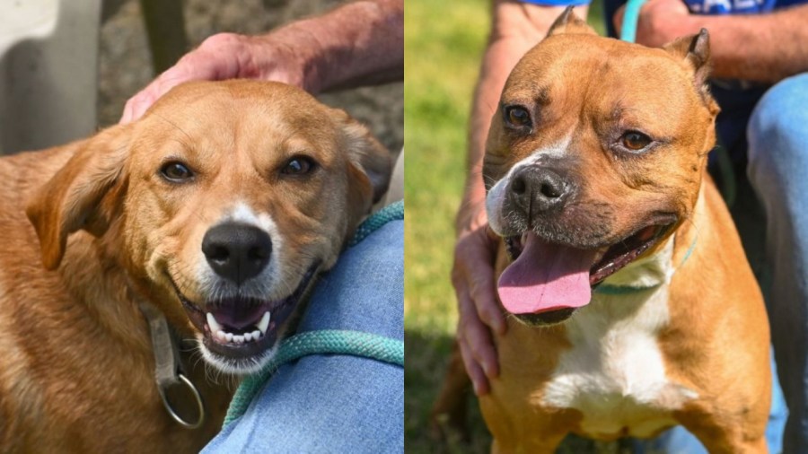 Bring a new pet home at Henrico County Animal Shelter adoption event