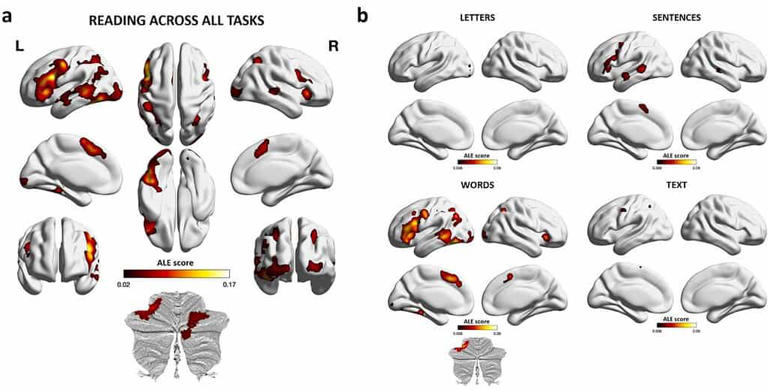A Massive Brain Study Reveals the Hidden Work Your Mind Does While You Read