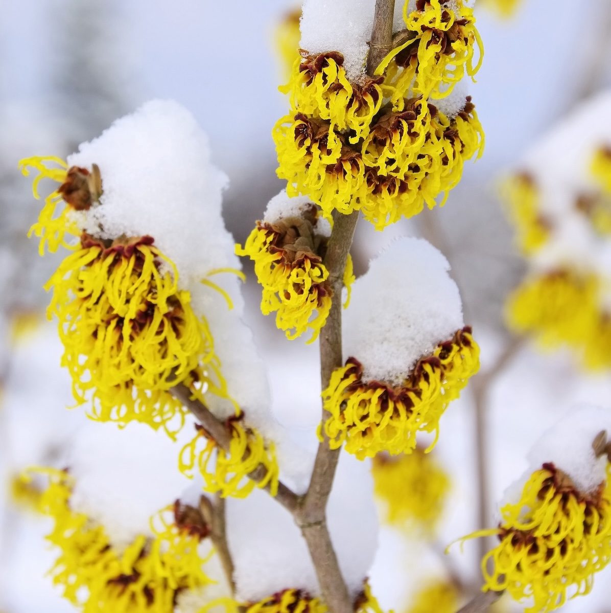 Witch Hazel Plant Care and Growing Tips