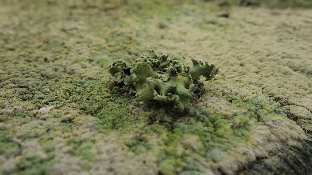 Swamp Rug Rescue! 😱 Cleaning the Most Algae-Infested Carpet Ever