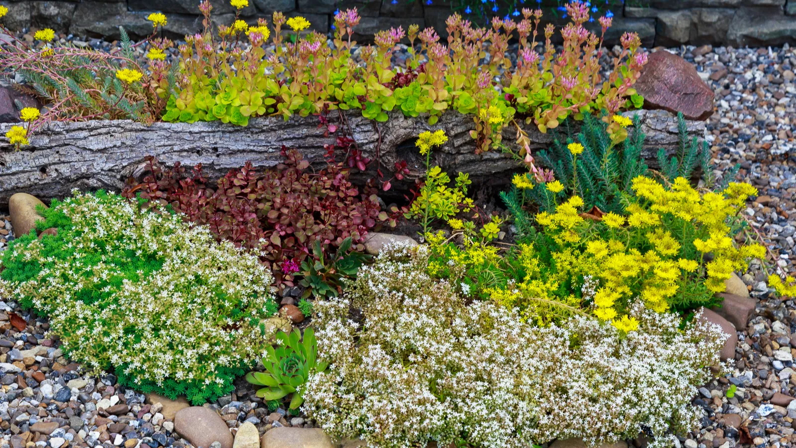 Upgrade Your Walkway with DIY Rock Planters